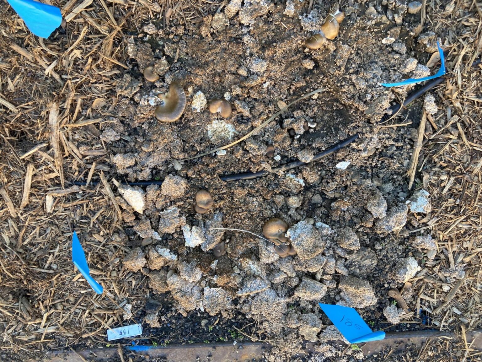 Functional Fungi: How Mycelium Can Help Remove Soil Contamination - www ...