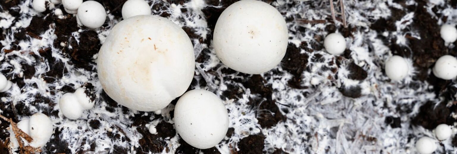 Functional Fungi: How Mycelium Can Help Remove Soil Contamination - www ...